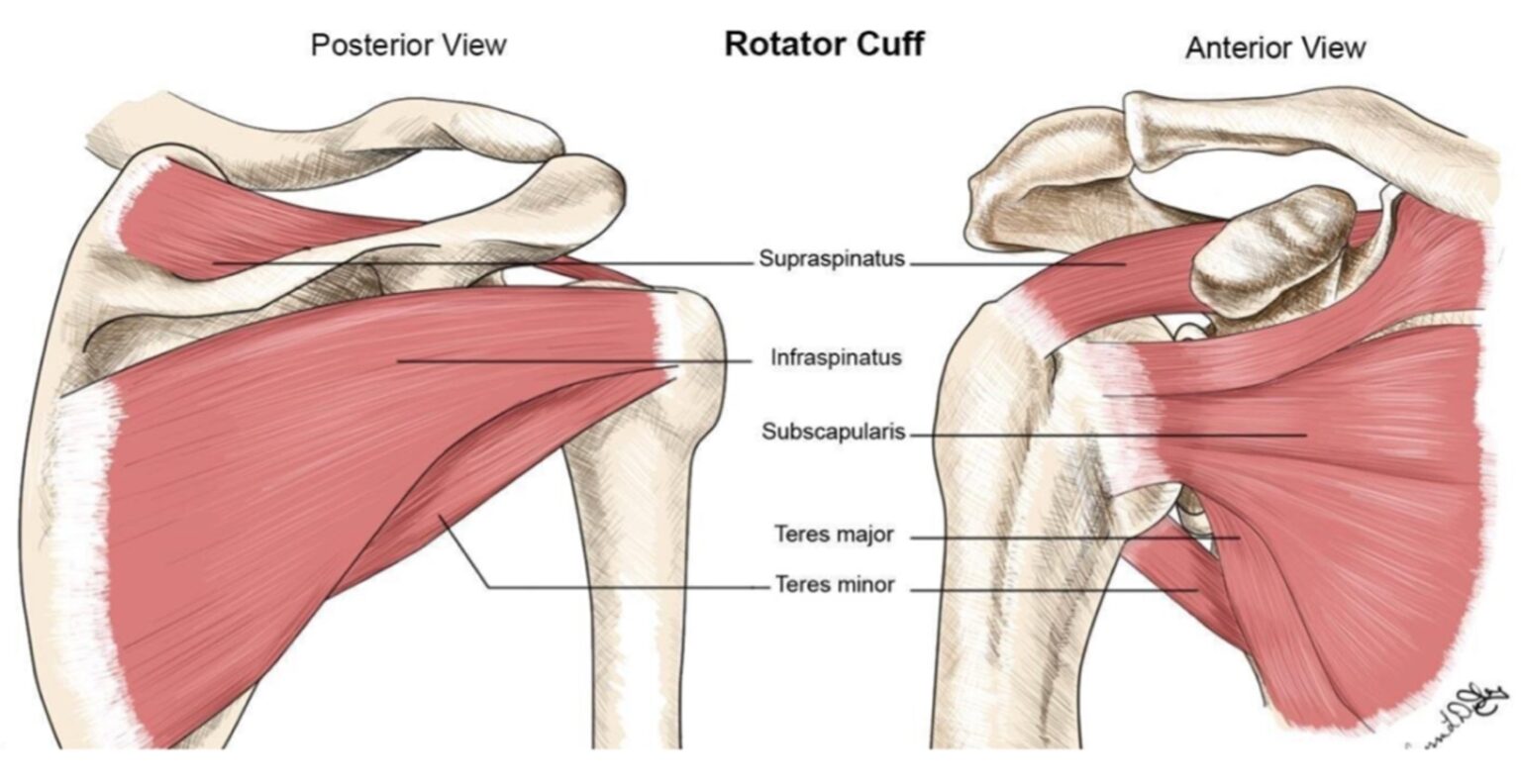 Shoulder Pain | Rotator Cuff Injuries | Physiotherapy Adelaide